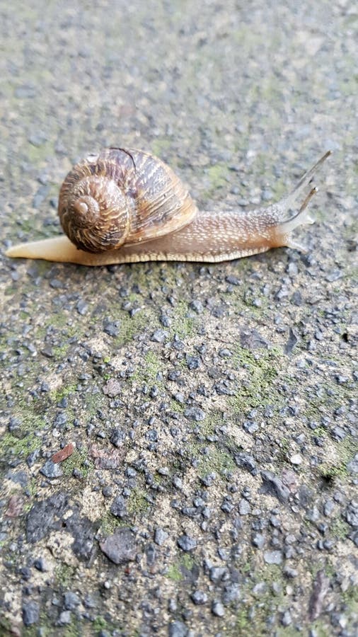 Snails And Slugs, Snail, Terrestrial Animal, Slug Picture. Image: 119034988