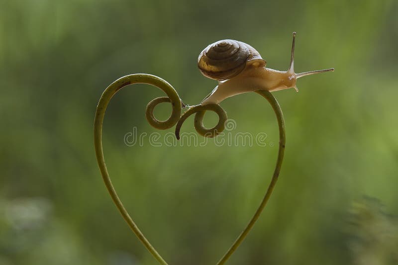 Snail on Fern stock image. Image of mantish, animal - 191051895