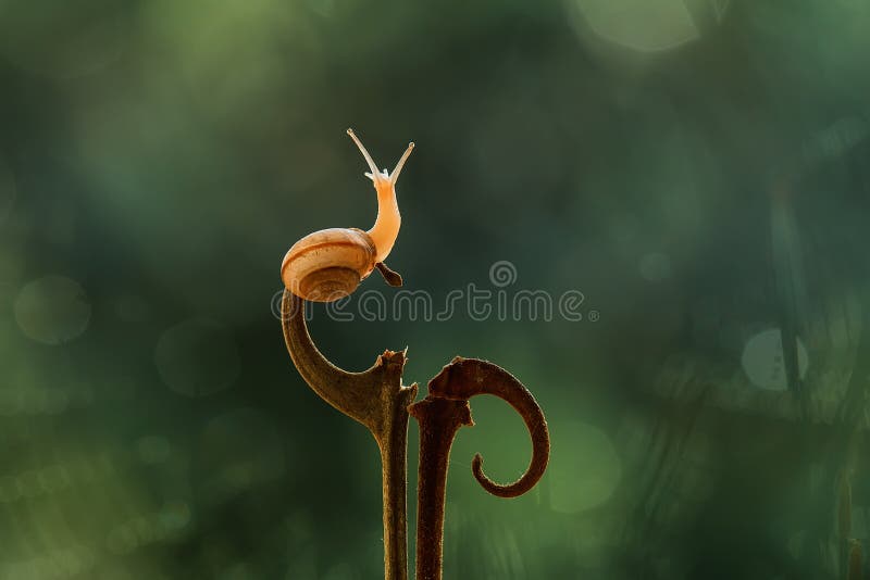 Snail on Branch stock photo. Image of branch, live, locations - 191052682