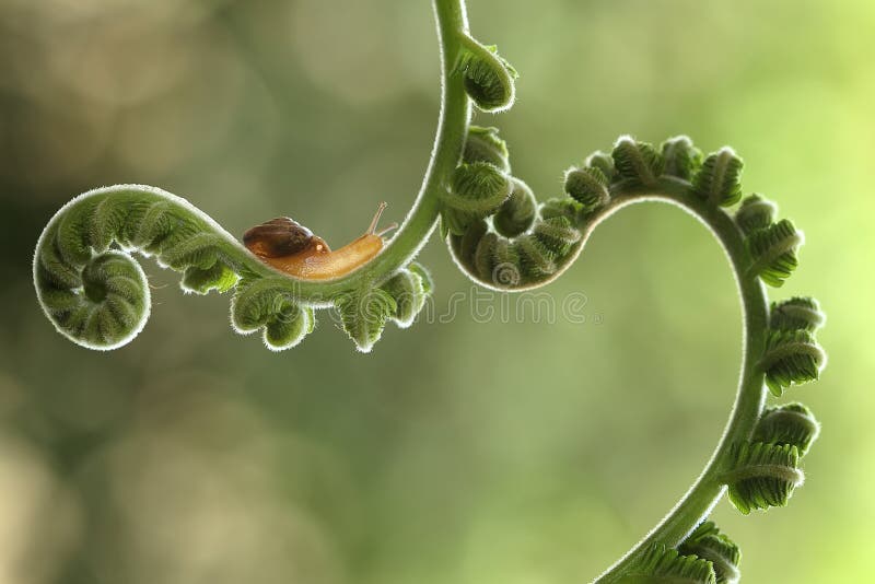 Snail on Fern stock image. Image of snail, beautiful - 191062041