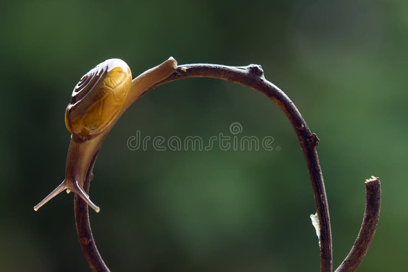 Snail on Branch stock photo. Image of tendril, snails - 191062874