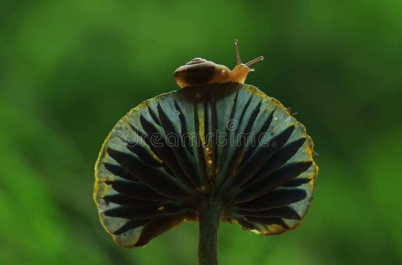 Snail on Fungus stock photo. Image of plant, shells - 191123028