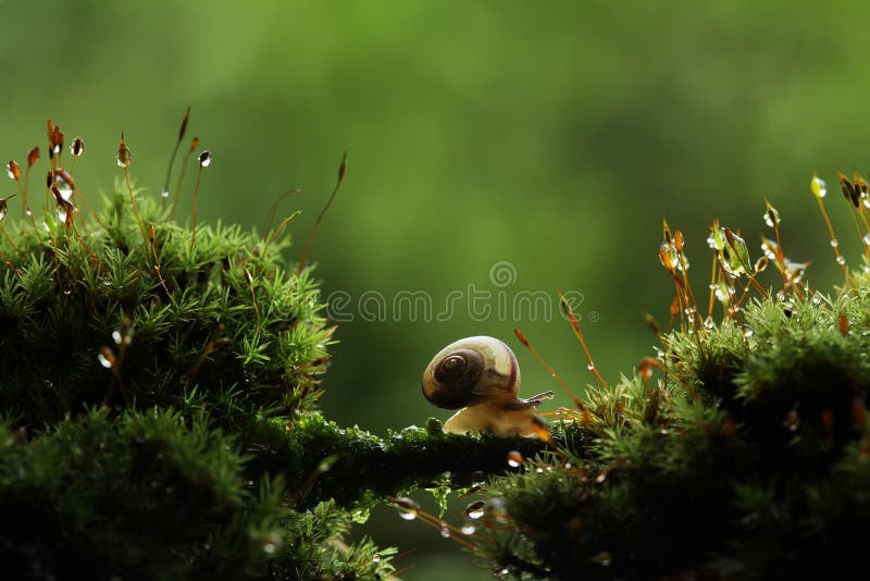 Snail on Moss stock image. Image of bugs, branch, flower - 191123755