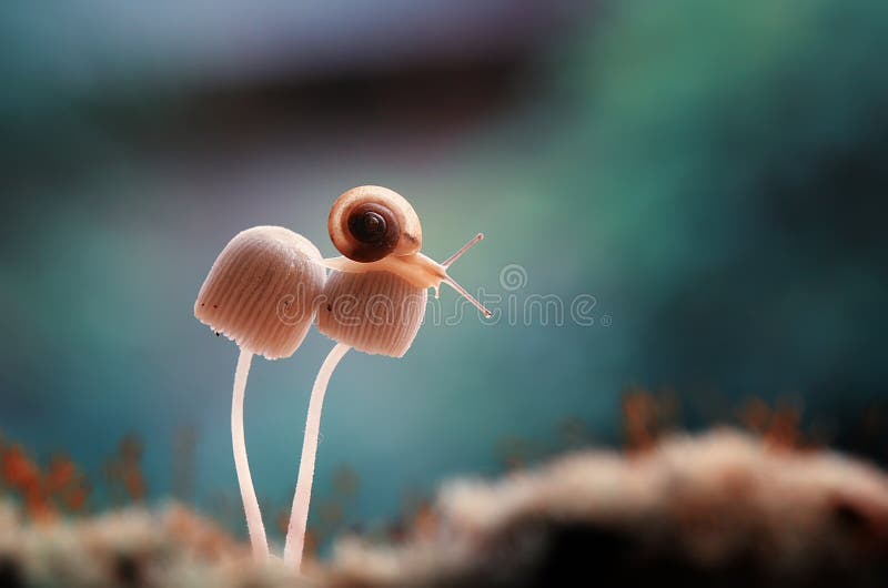 Snail on Mushrooms stock image. Image of macro, shapes - 191124483