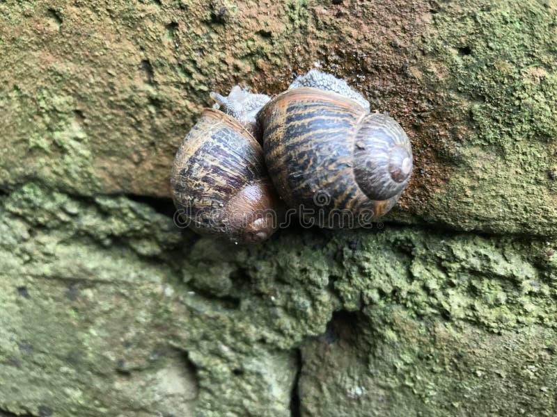 Snails stock photo. Image of moist, nature, snail, snails - 102714336