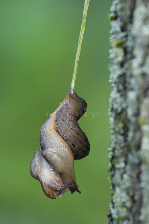 Snails stock image. Image of closeup, animal, copulation - 96534119