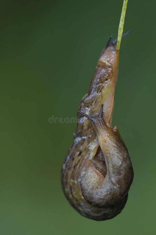 Snails stock photo. Image of joint, snail, nature, wildlife - 96891034
