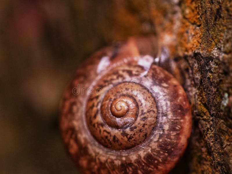 Snails stock photo. Image of water, shell, natural, taiwan - 182403704