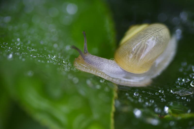 Snails stock image. Image of snail, forest, antenna - 223921043