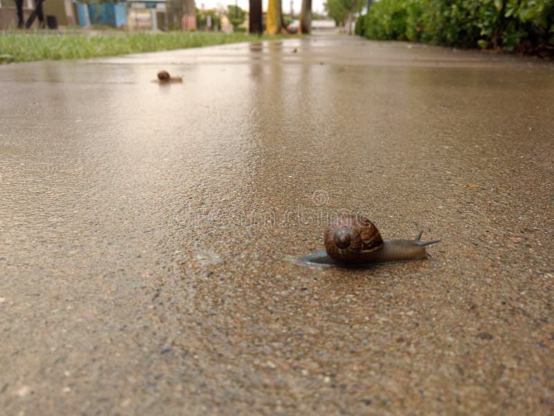 Snails stock image. Image of rainy, sidewalk, snails - 150080523