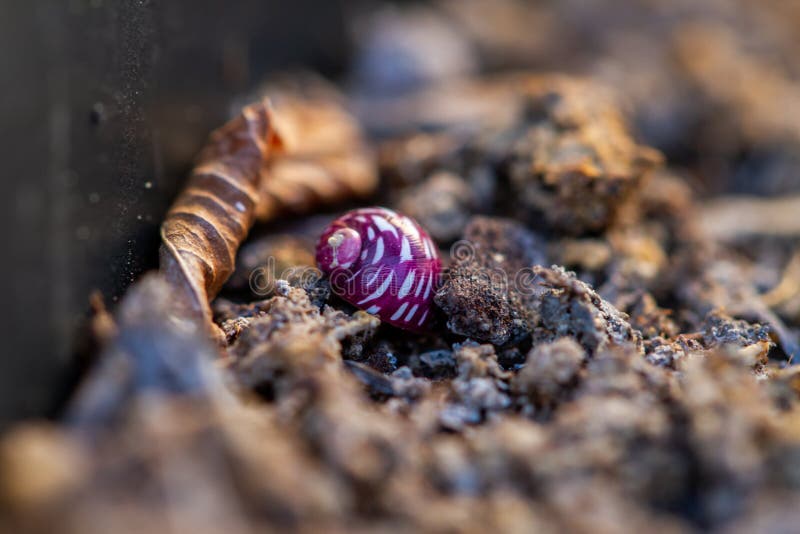 Red and White Snails on Soil Stock Photo - Image of crawl, creature ...