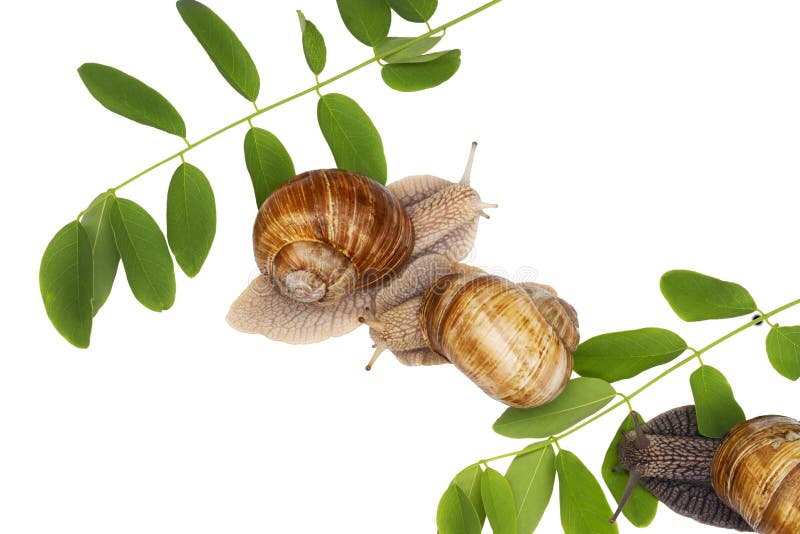 Snails and Spring Greens Isolated on White, Spring Period Stock Photo ...