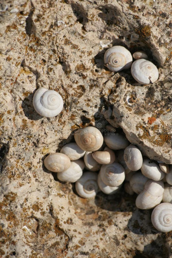 Snails on the stone stock image. Image of spiral, summer - 12868193