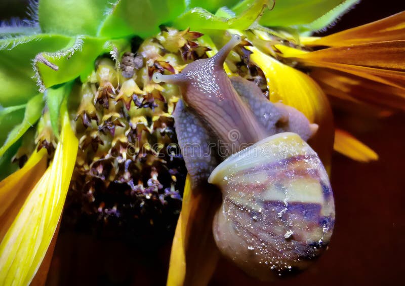 Animals/wildlife stock image. Image of green, sunflower - 172974783