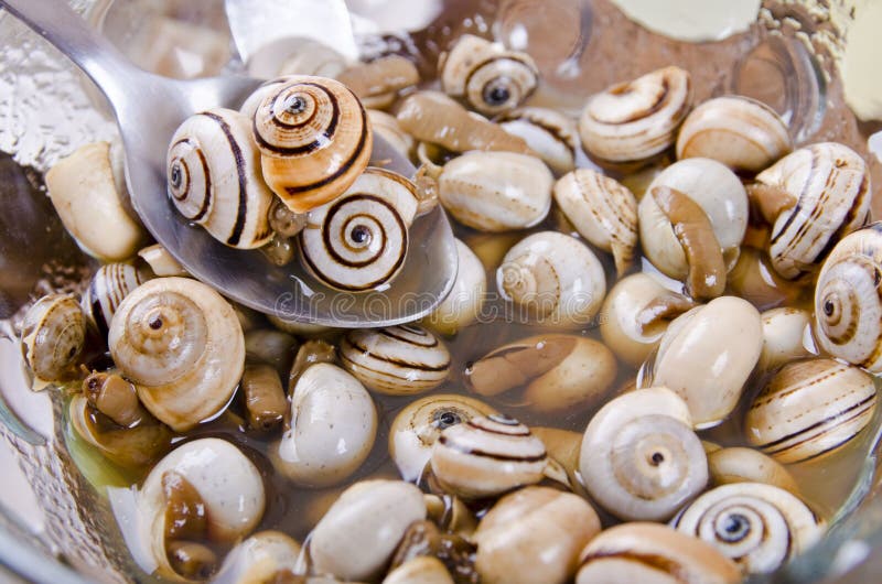 Snails texture. stock photo. Image of shell, rare, shot - 30543758