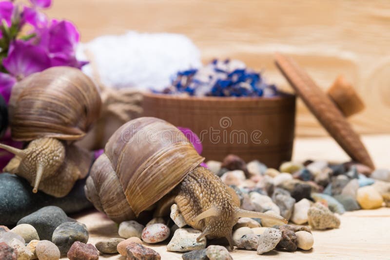 Snails and Things for the Spa Salon, Close-up Stock Photo - Image of ...