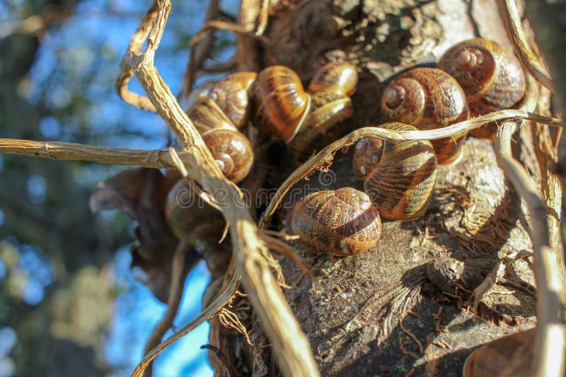 Snails Together in an Apple Tree Stock Image - Image of shell, cute ...