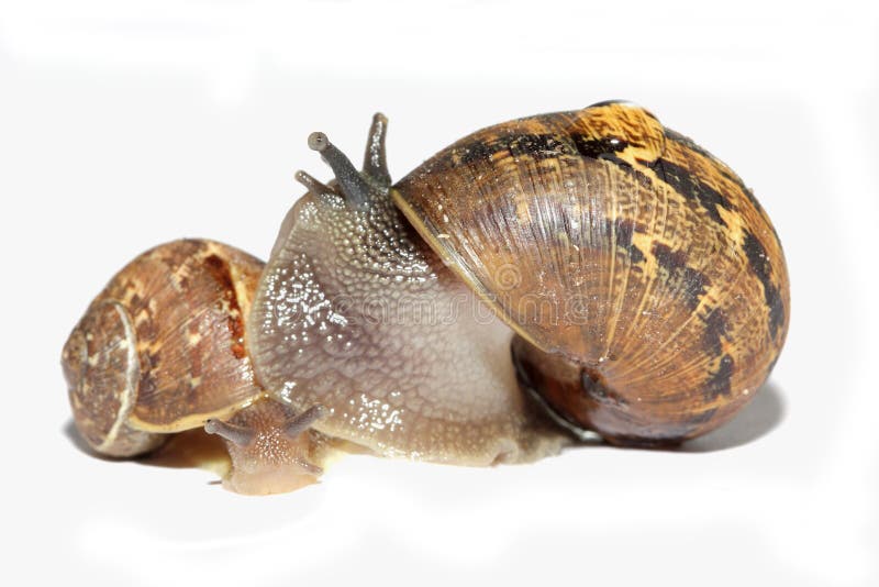Snails together stock photo. Image of helix, isolated - 35307294