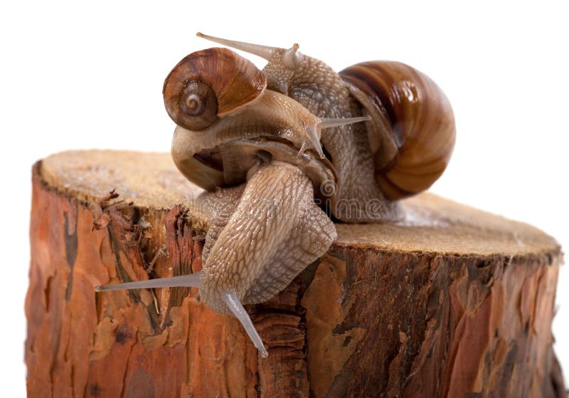 Snails on Top of One Another Stock Photo - Image of family, brown: 32508226