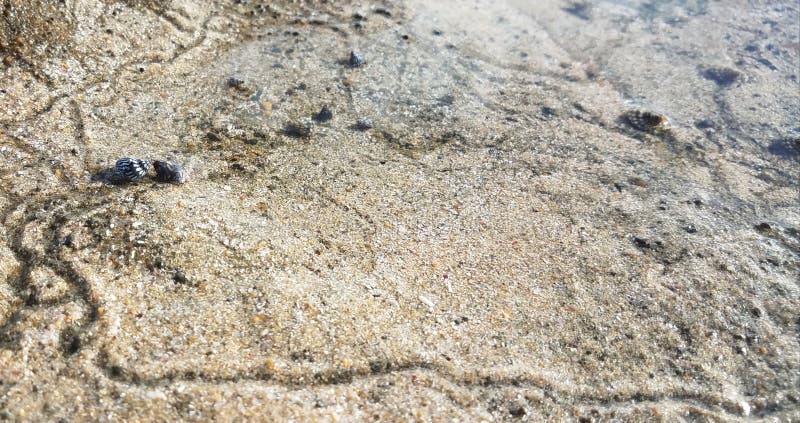 Snails and Tracks in the Wet Sand with Water Stock Photo - Image of ...