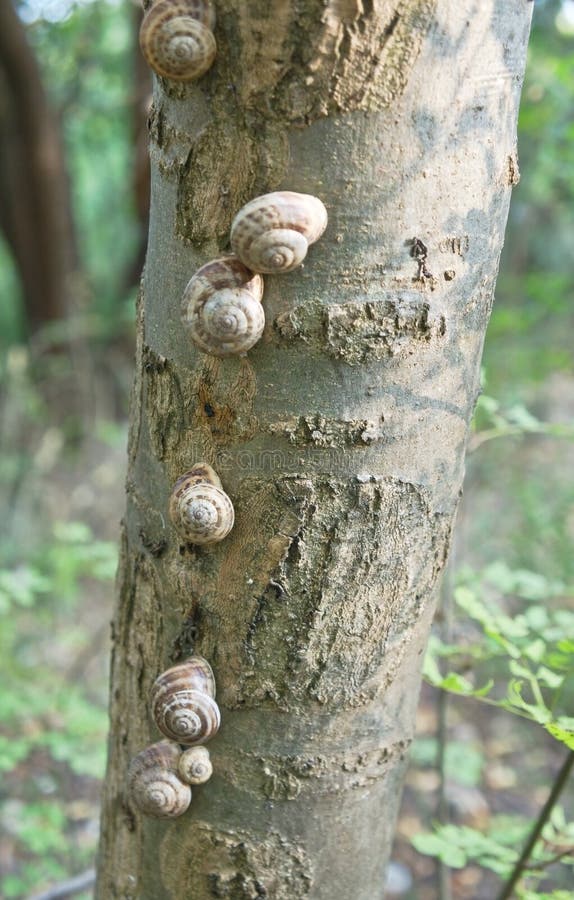 Snails stock photo. Image of home, spiral, tree, woods - 33345054