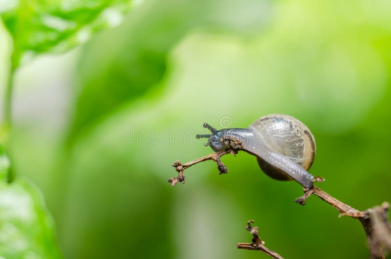 Snails and tree stock photo. Image of wildlife, closeup - 40770766