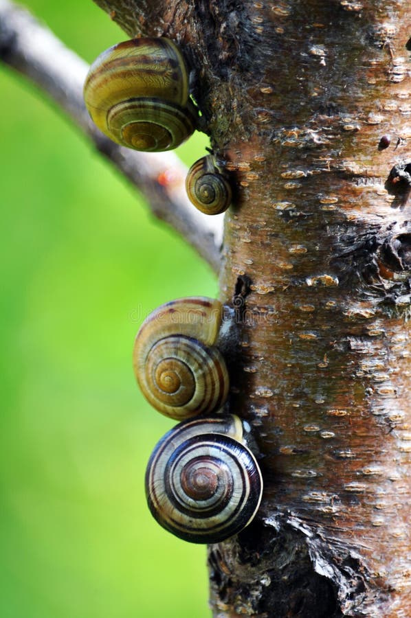 Snails on a tree trunk stock image. Image of biology - 93153897