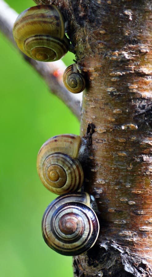 Snails on a tree trunk_2 stock image. Image of sink, snail - 93153901