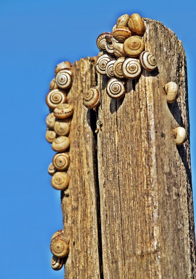 Tudorache Daniel Snails Stock Photos - Free & Royalty-Free Stock Photos ...