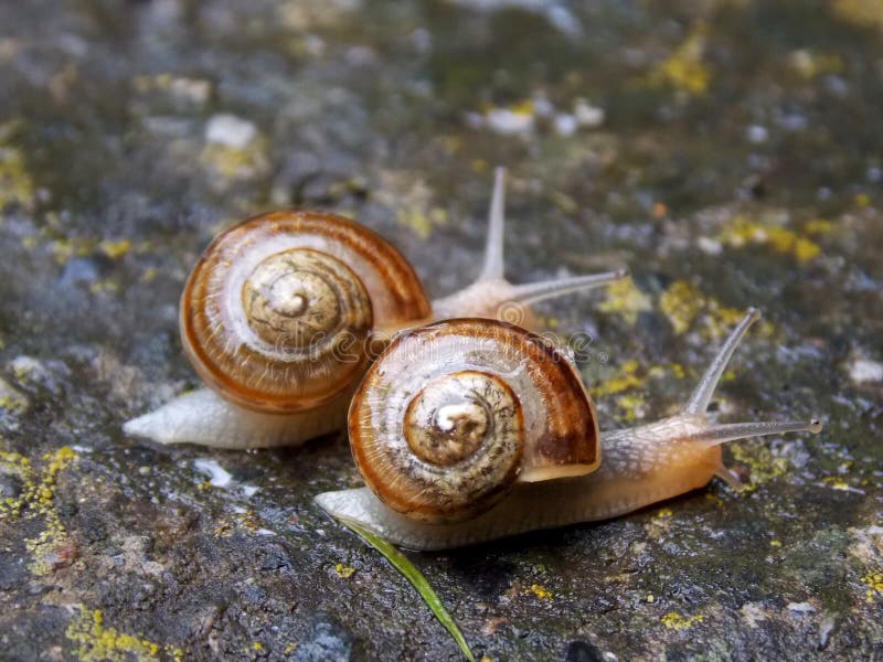 Snails stock photo. Image of snails, little, small, color - 99895774