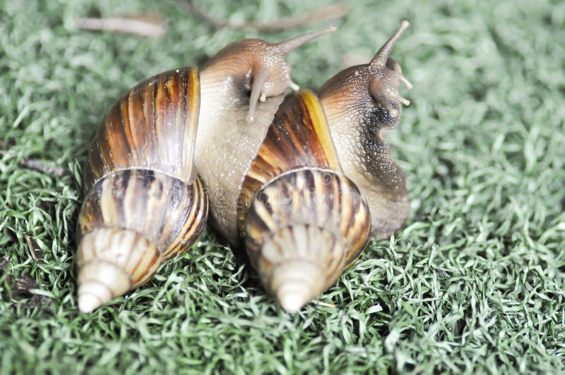 Snails or two snails stock image. Image of admirer, snail - 94950617