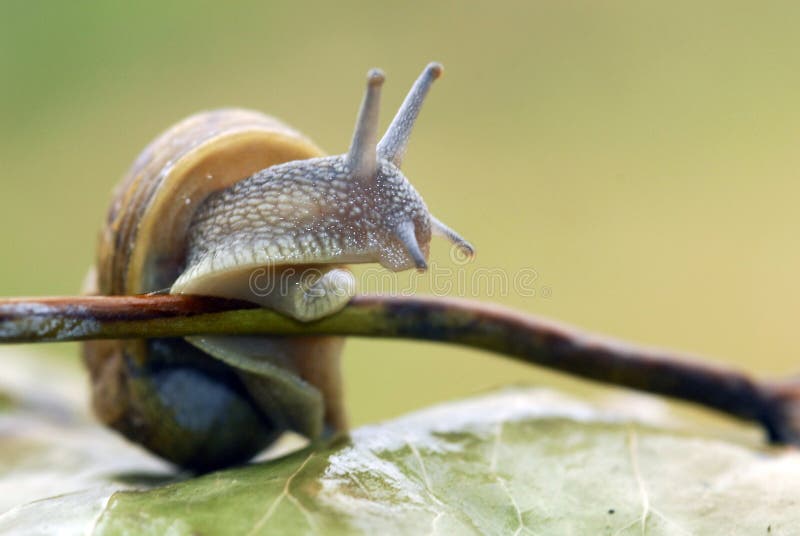 Snails Walk through the Forest Vegetation Stock Photo - Image of city ...