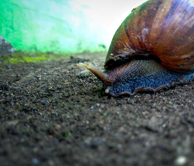 Snails Walk on the Ground Yard Stock Photo - Image of wildlife ...