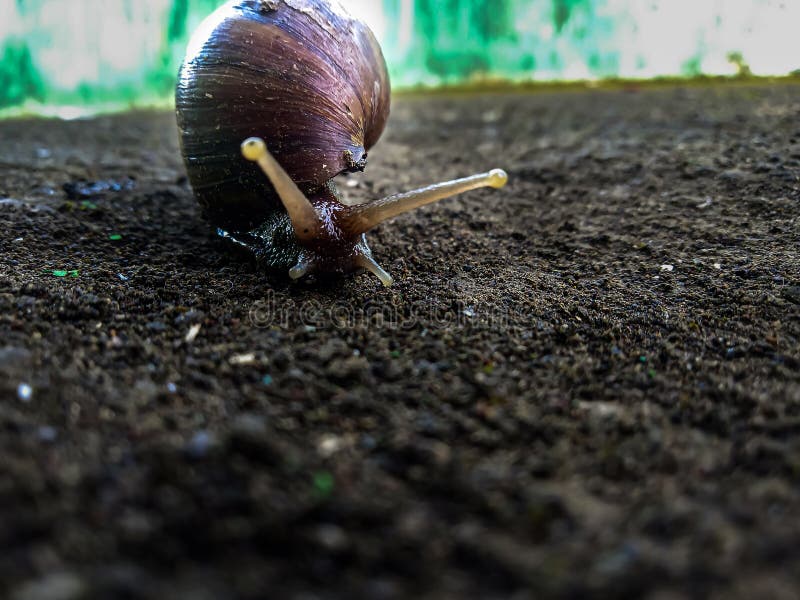 Snails Walk on the Ground Yard Stock Photo - Image of vector, wildlife ...