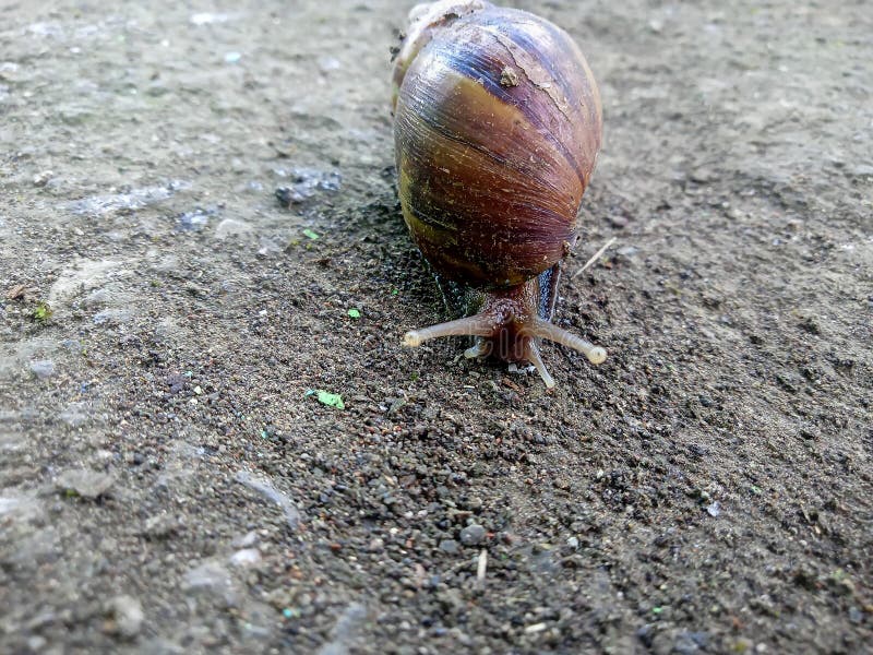 Snails Walk on the Ground Yard. Stock Photo - Image of marine, pattern ...