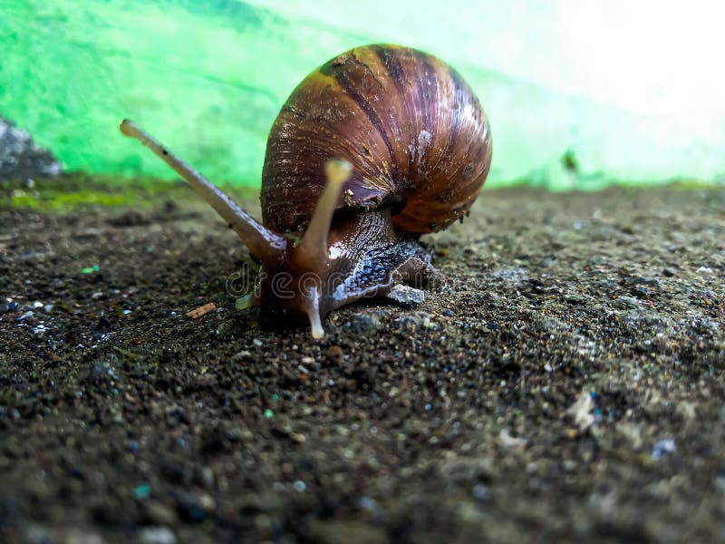 Snails Walk on the Ground Yard Stock Photo - Image of house, starfish ...
