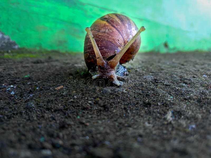 Snails Walk on the Ground Yard Stock Photo - Image of drawing, travel ...