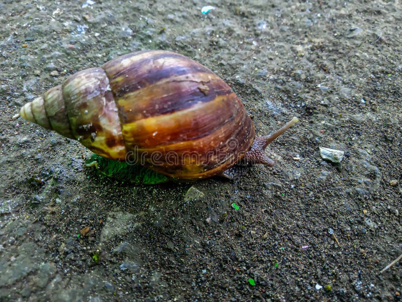 Snails Walk on the Ground Yard Stock Image - Image of gastropod ...