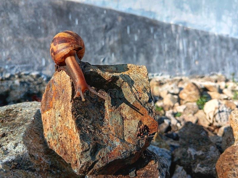 Snails walk on sharp rocks stock photo. Image of snail - 297753944