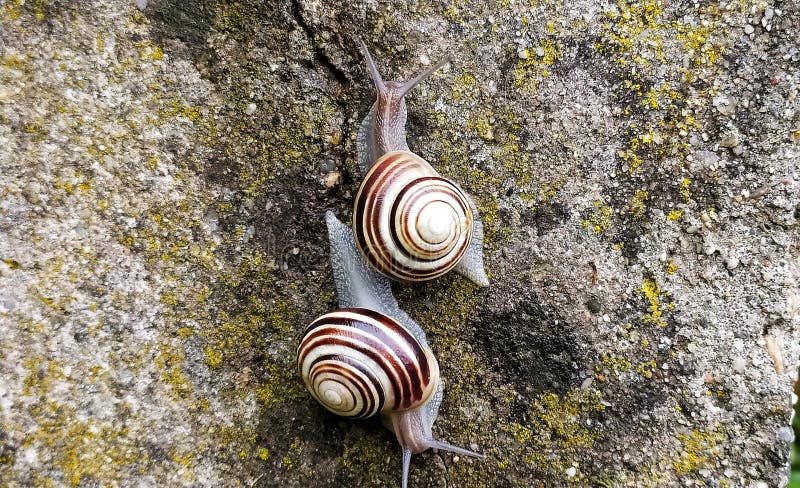 Snails on a walk stock image. Image of fish, insect - 186382823