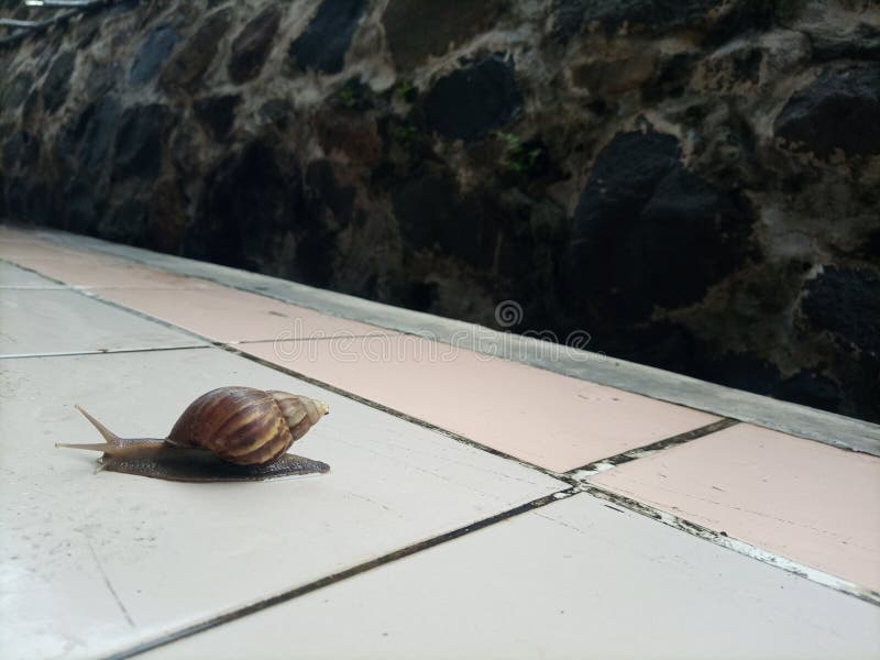 Snails Walk on the Tiled Floor at the Back of the Building Stock Photo ...