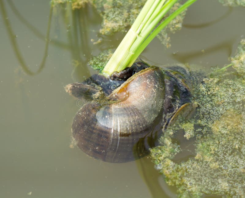 Snails in rice Fields stock photo. Image of farm, sherry - 125649856