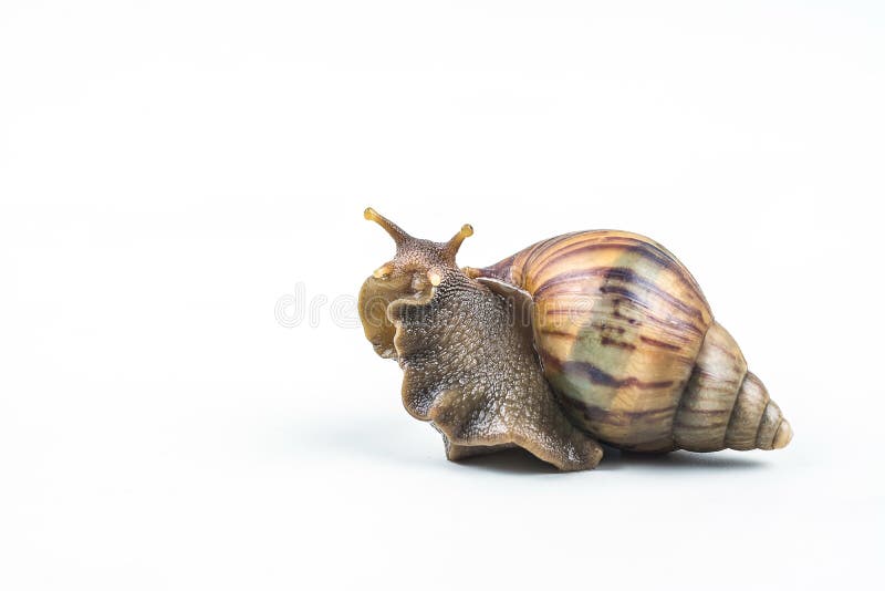 Snails on white background stock photo. Image of background - 98482126