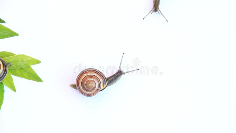 White Mollusk Stock Footage & Videos - 3,696 Stock Videos