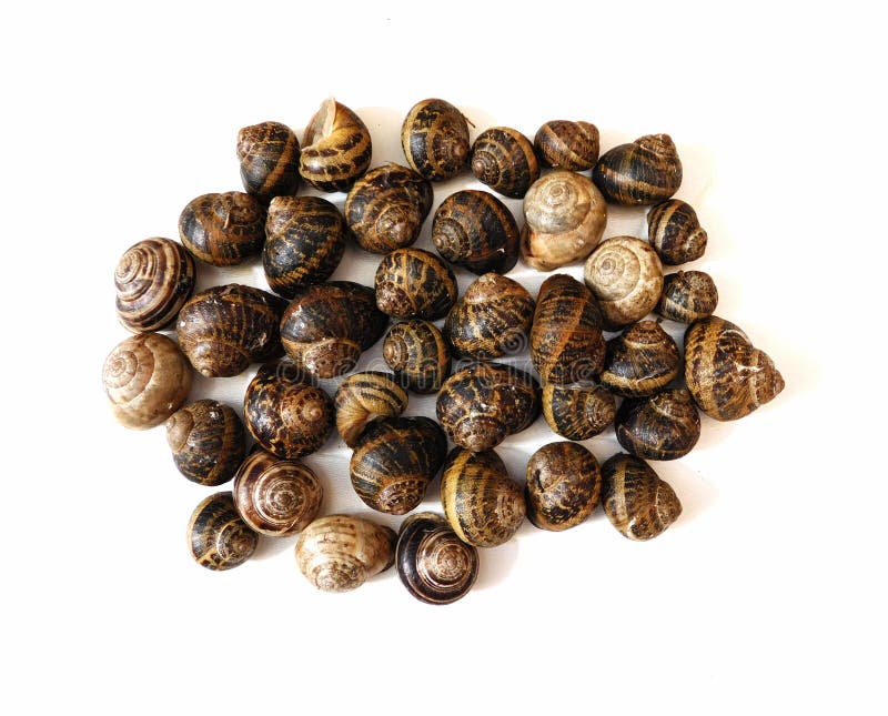 Snails on white background stock image. Image of mollusk - 87357267