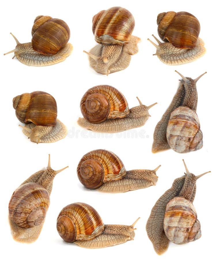 Snails on White Background Set Stock Photo - Image of horizontal ...