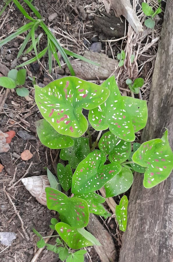 Snails among Wild Taro Plants Stock Photo - Image of flower, herb ...