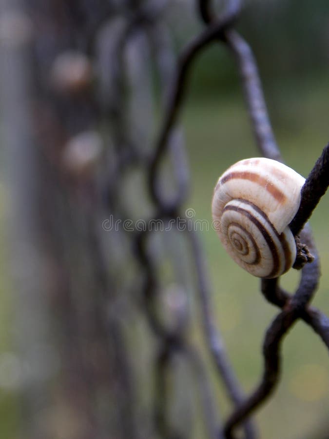 Wire Snails Stock Photos - Free & Royalty-Free Stock Photos from Dreamstime