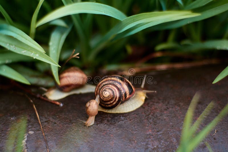 Snails in the Yard after the Rain on the Green Grass with Large Dew ...