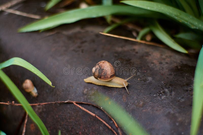 Snails in the Yard after the Rain on the Green Grass with Large Dew ...